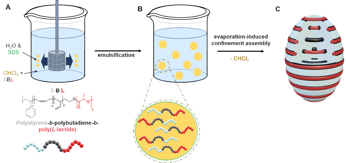Morphology and Degradation of Multicompartment Microparticles Based on ...